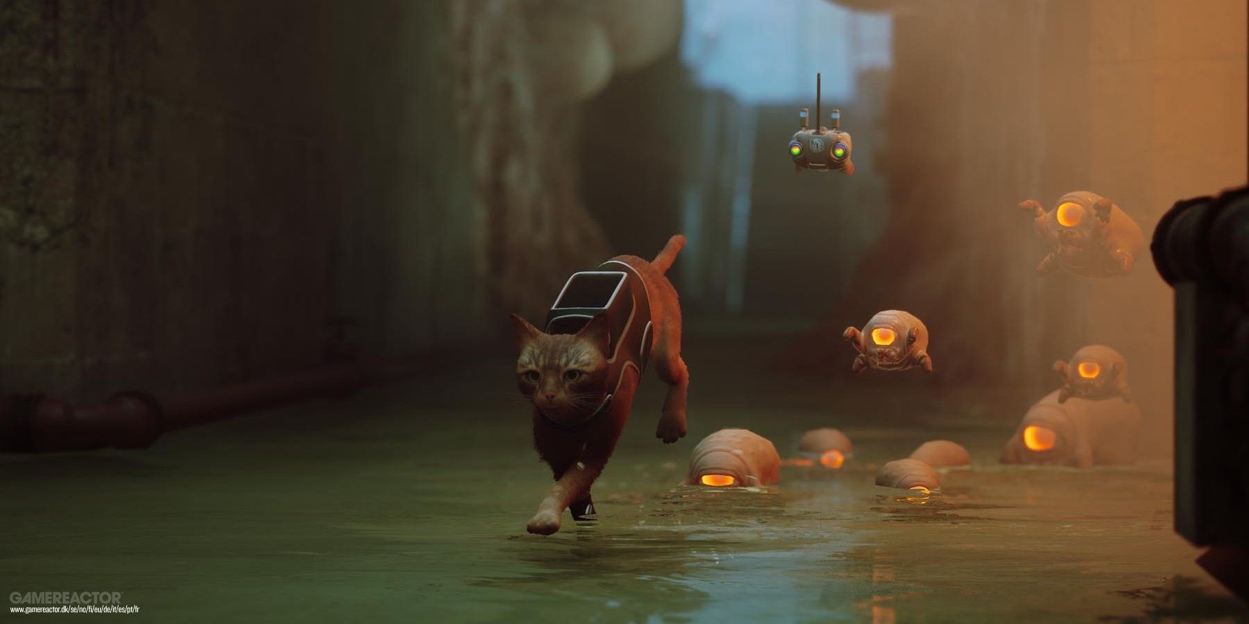 Stray Anmeldelse - Gamereactor